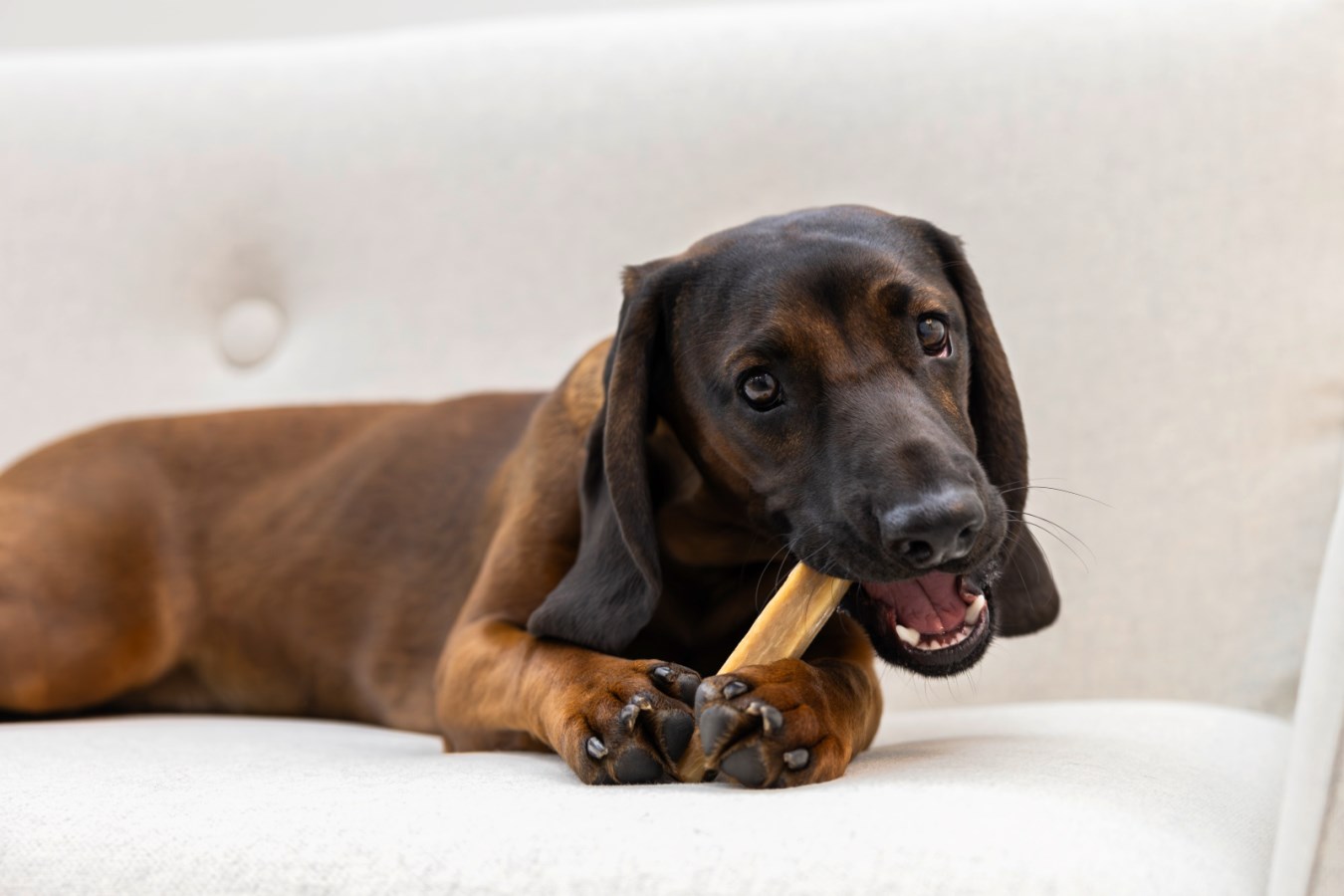 Fromage à mâcher,Animaux domest ... - Kerbl France
