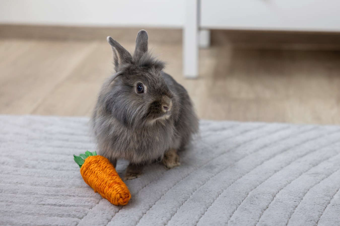 Carotte en sisal,Animaux domest ... - Kerbl France